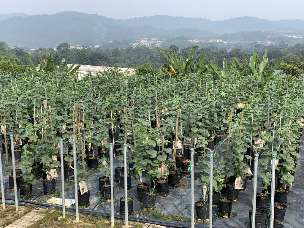 Smart Farming - Integrated IOT in agriculture